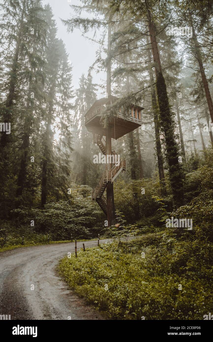 Huge wooden house placed between pine trees above ground in woods in ...