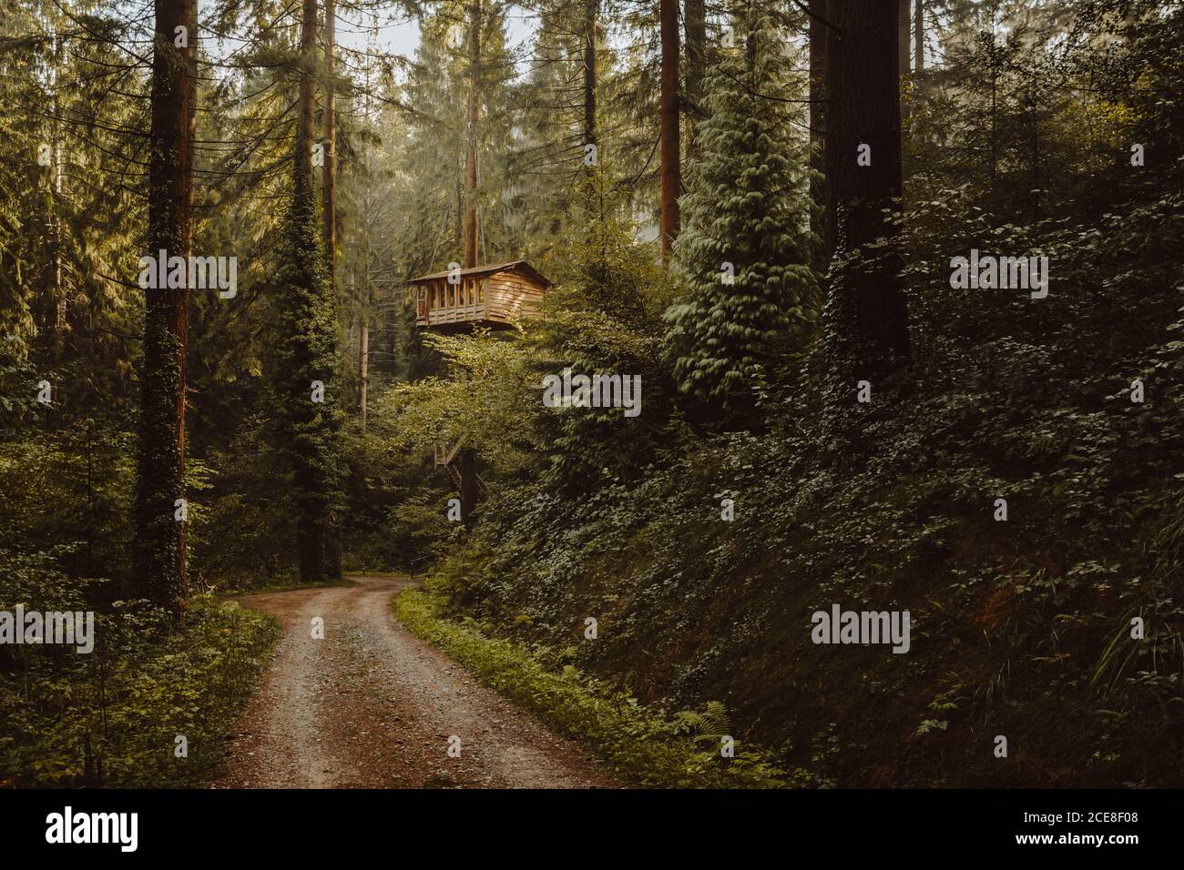 Huge wooden house placed between pine trees above ground in woods in ...
