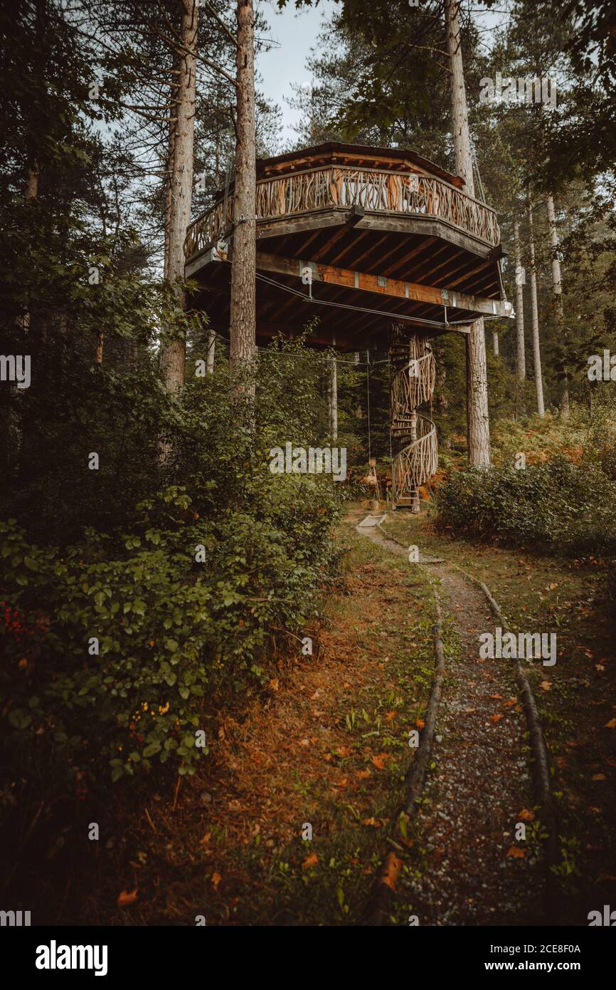 Ground Pine High Resolution Stock Photography and Images - Alamy