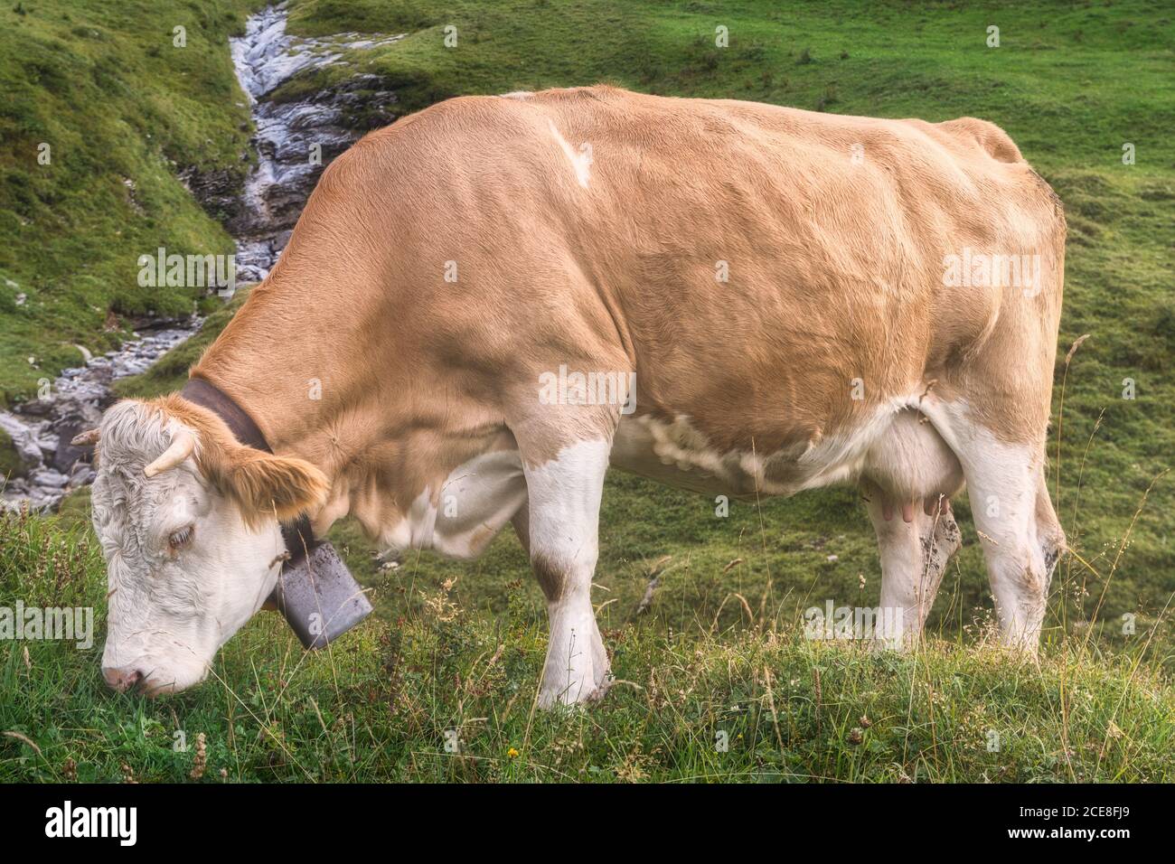 Side view of brown cow with bell grazing on green meadow near narrow ...