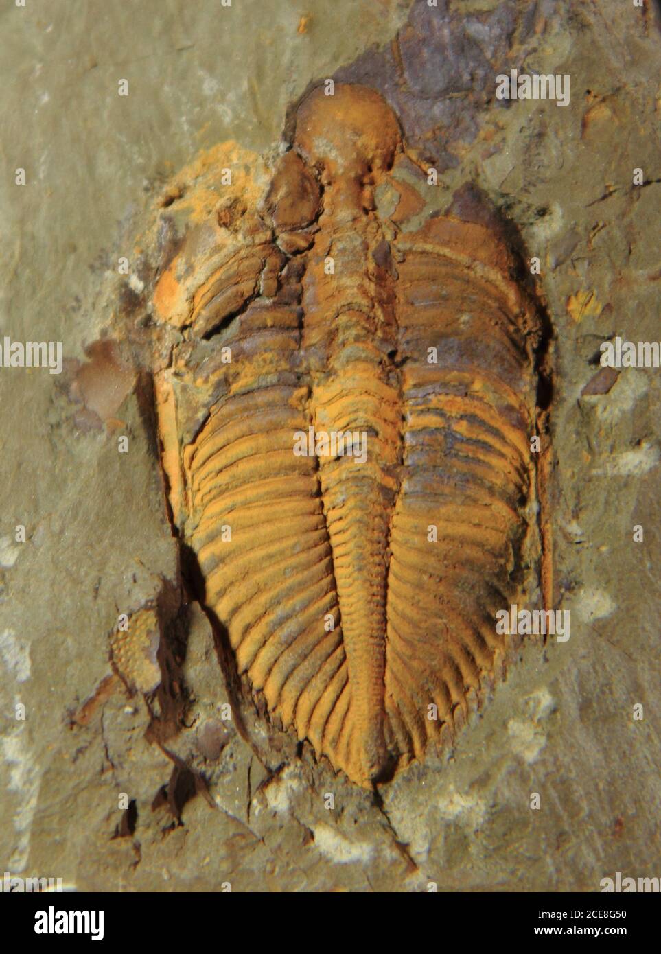very old trilobite fossil in the grey stone Stock Photo - Alamy