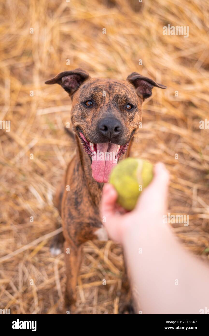 Big funny Thai Ridgeback with smooth coat resting with ball in open ...