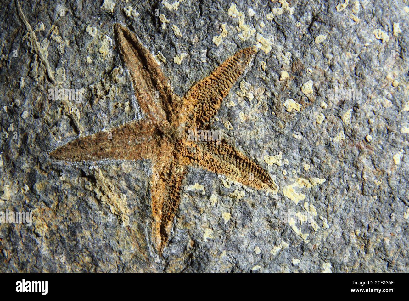 old starfish fossil in the stone as nice background Stock Photo - Alamy