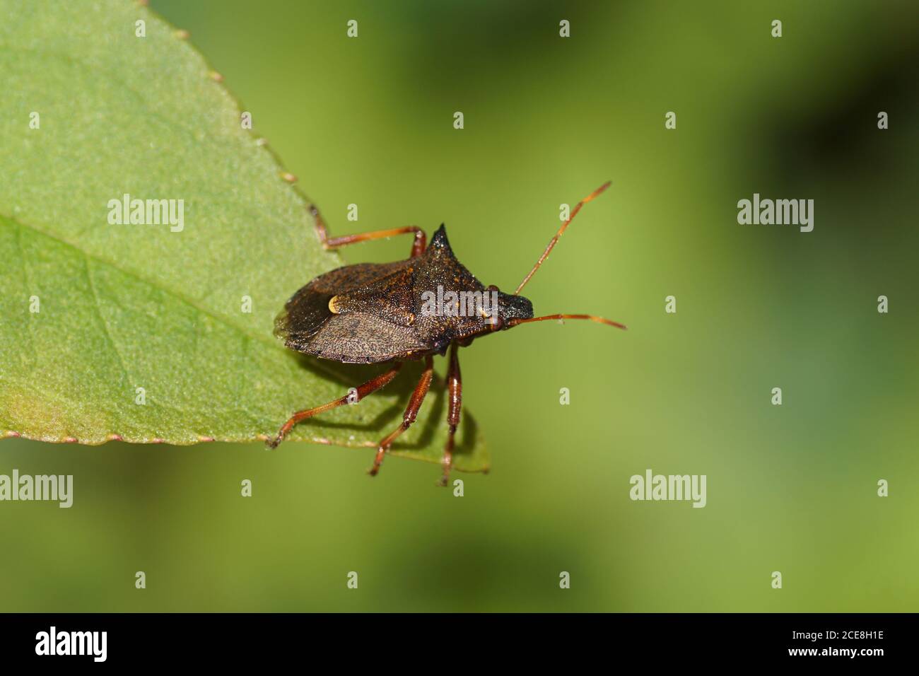 Spiked shield bug hi-res stock photography and images - Alamy