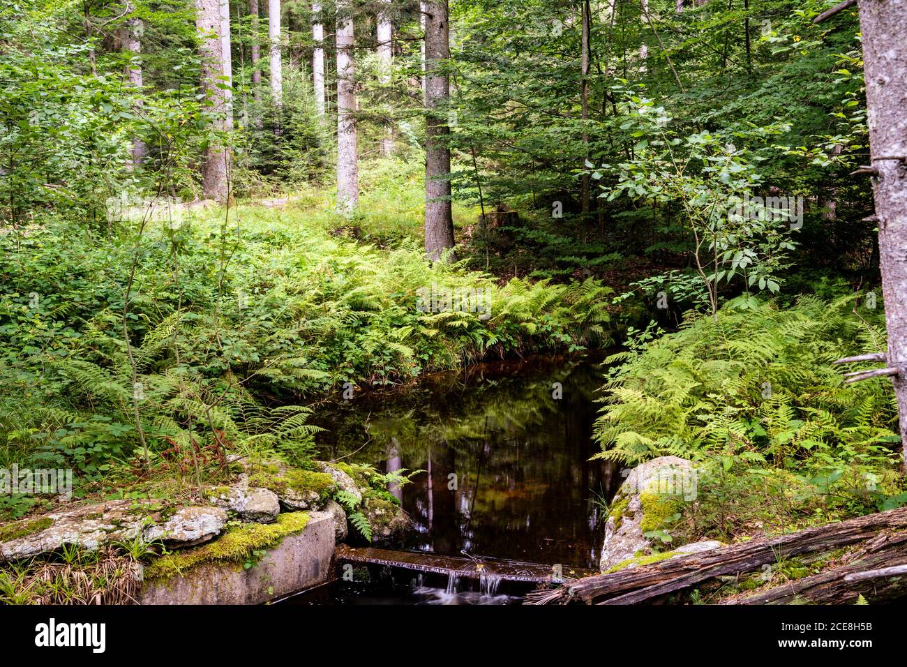 Beautiful rain forest in middle hi-res stock photography and images - Alamy