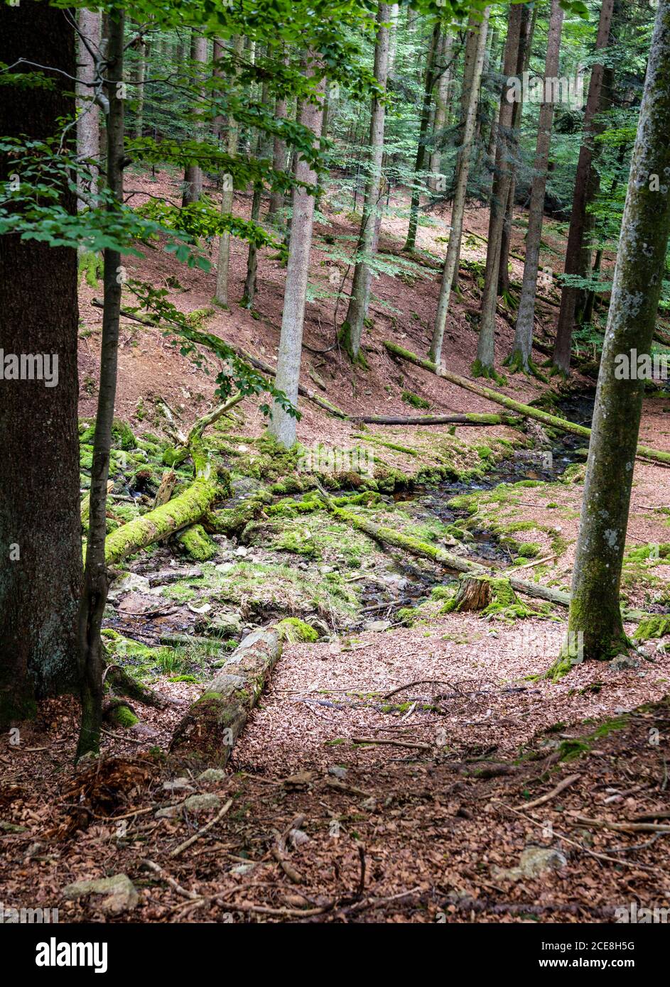 Beautiful view creek fallen trees hi-res stock photography and images ...