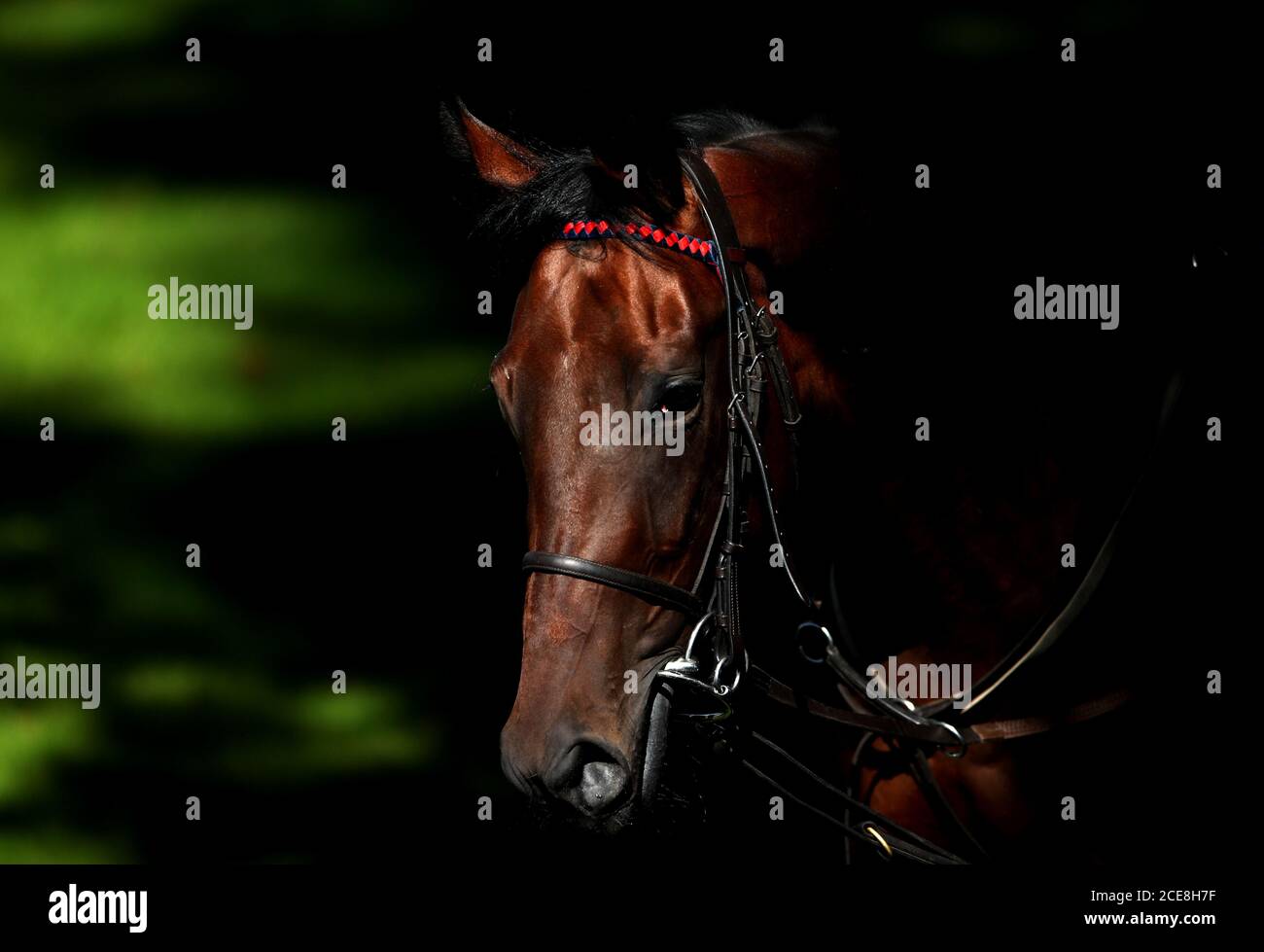 Freewheelin horse hi-res stock photography and images - Alamy