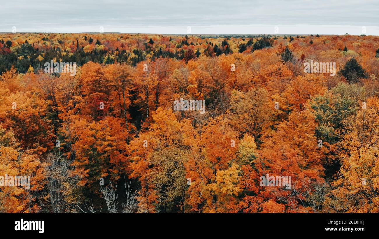 Breathtaking aerial view of an autumn forest in beautiful colors Stock ...