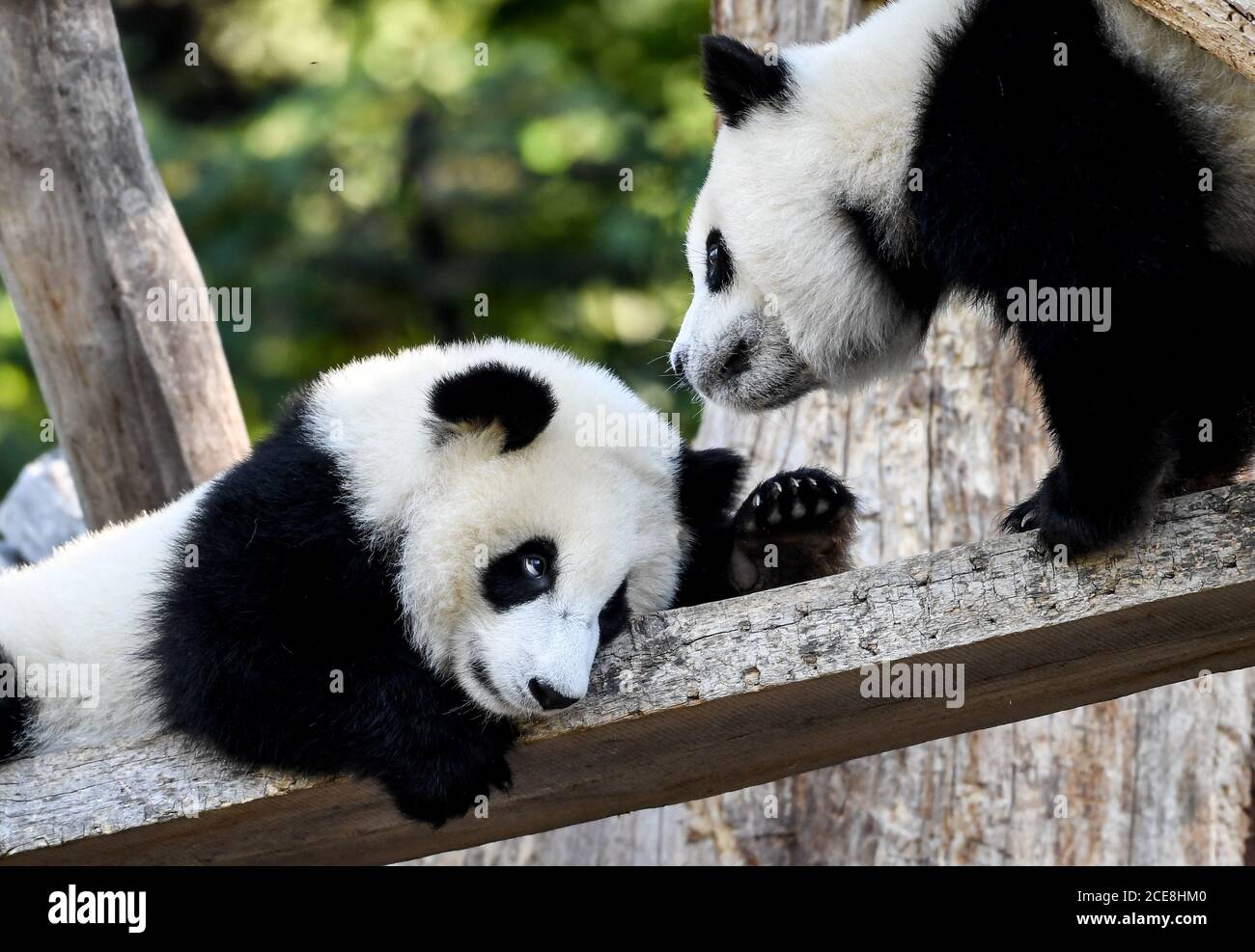 Berlin, Germany. 17th Aug, 2020. The panda twins Pit and Paule play in ...
