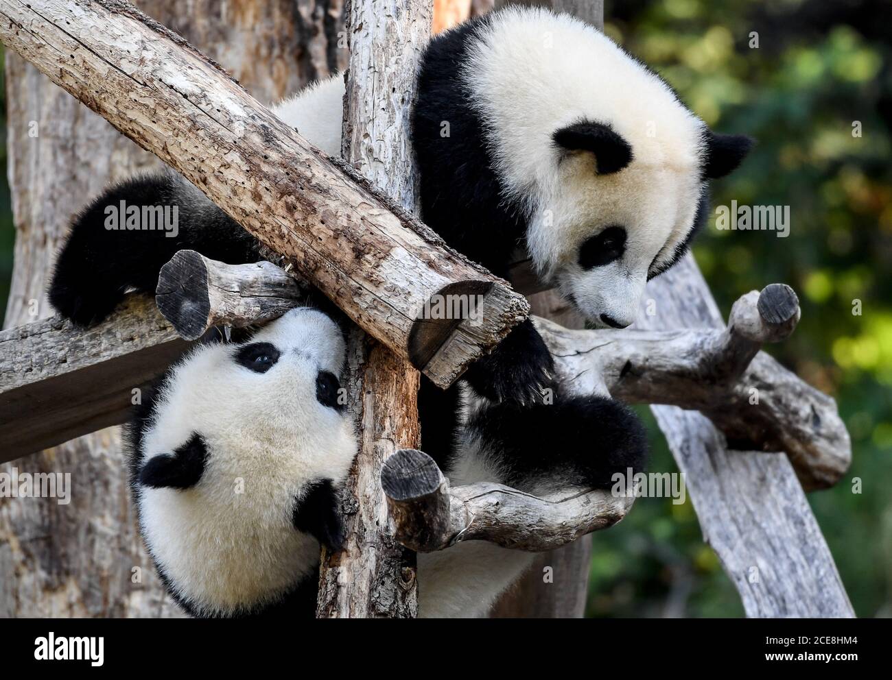 Berlin, Germany. 17th Aug, 2020. The panda twins Pit and Paule play in ...