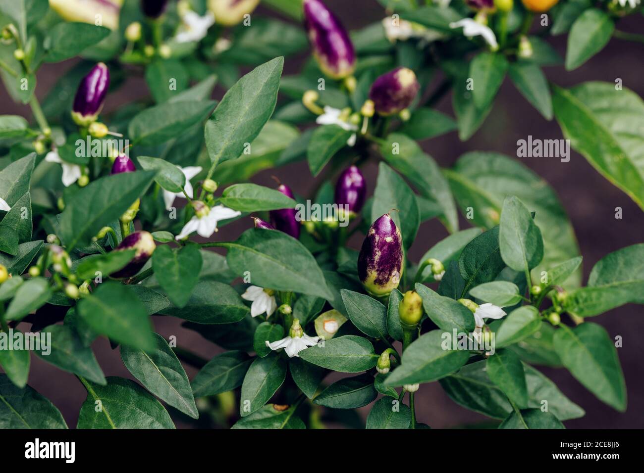 Purple chilies hi-res stock photography and images - Alamy