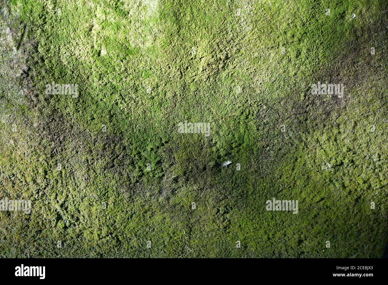 Closeup overhead macro shot of a growing moss Stock Photo - Alamy