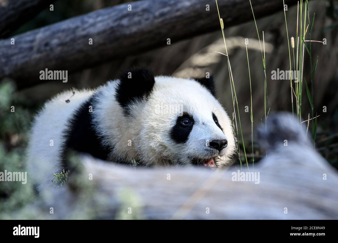 Berlin, Germany. 17th Aug, 2020. Panda bear Pit plays in his enclosure ...