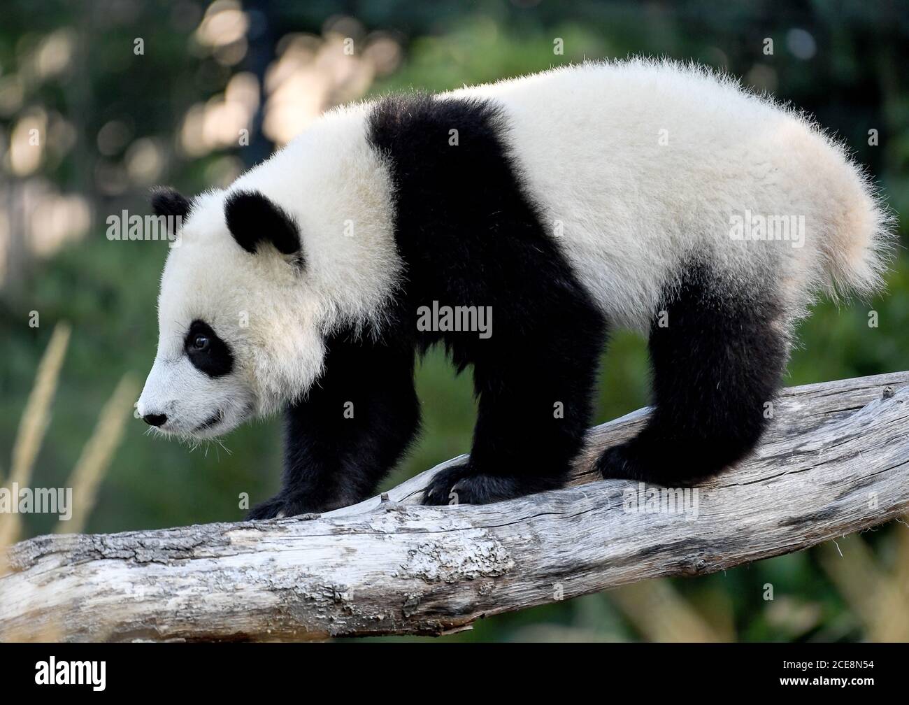 Berlin, Germany. 17th Aug, 2020. Panda bear Pit plays in his enclosure ...