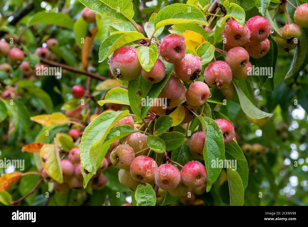 Close up of red crab apples, Malus 'Evereste', wet with raindrops on ...