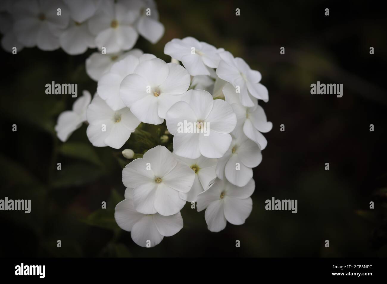 Closeup shot of blooming white phlox flowers Stock Photo - Alamy