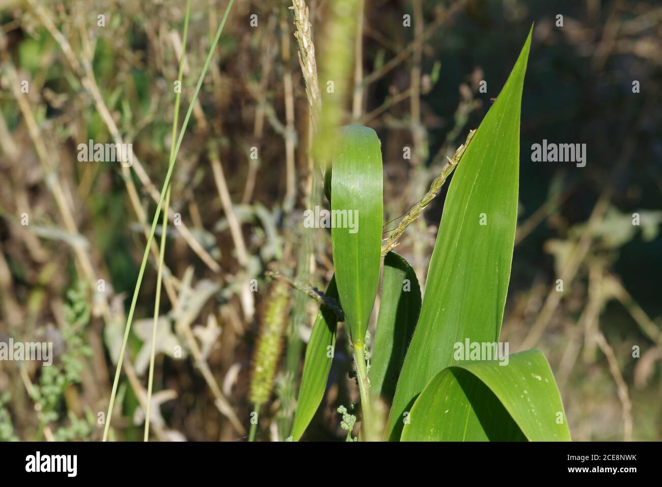 Closeup of green timothy grass in a field under the sunlight Stock ...