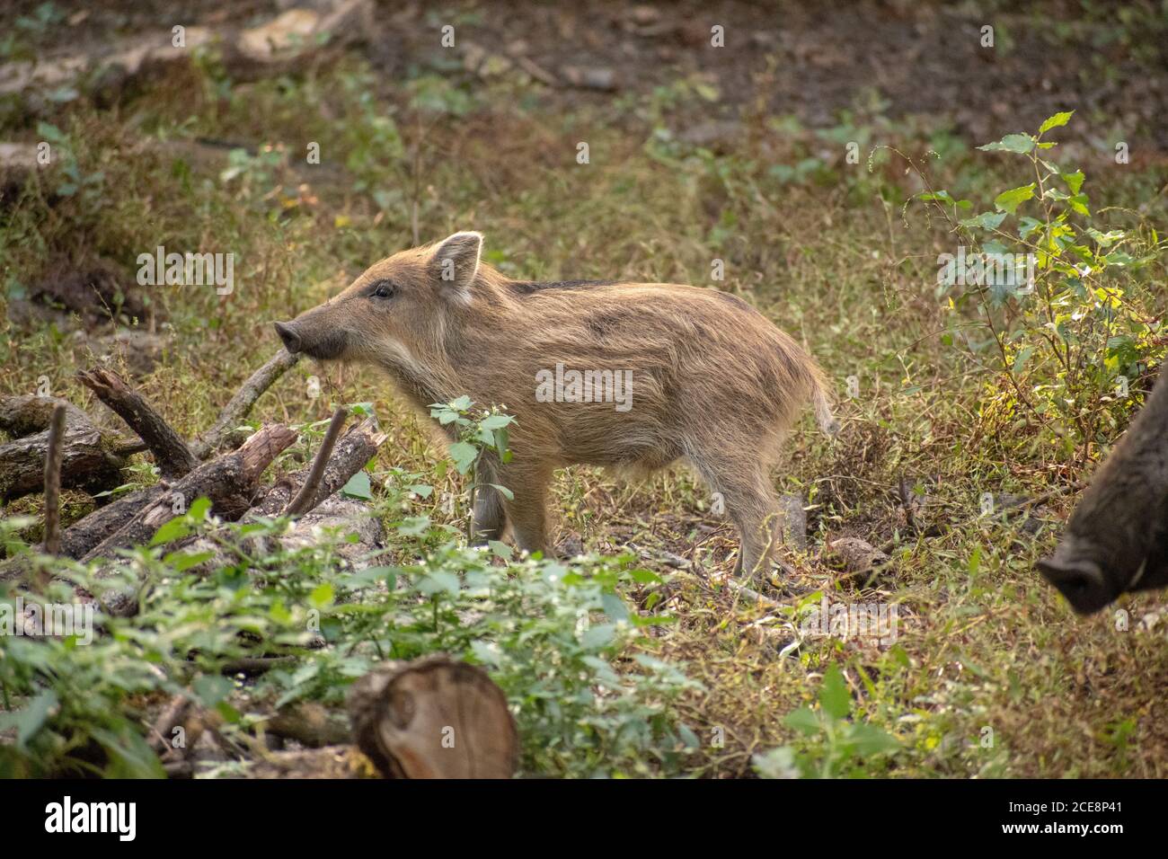 Light brown wild boar piglet standing in a forest Stock Photo - Alamy