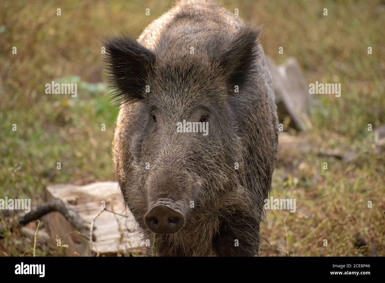 Closeup shot of a black wild boar in a forest Stock Photo - Alamy