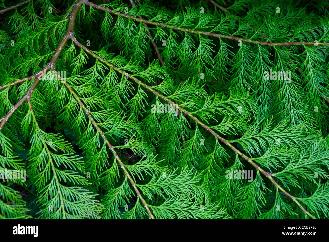 An abstract of a tree frond, showing the beautiful patterns that are ...