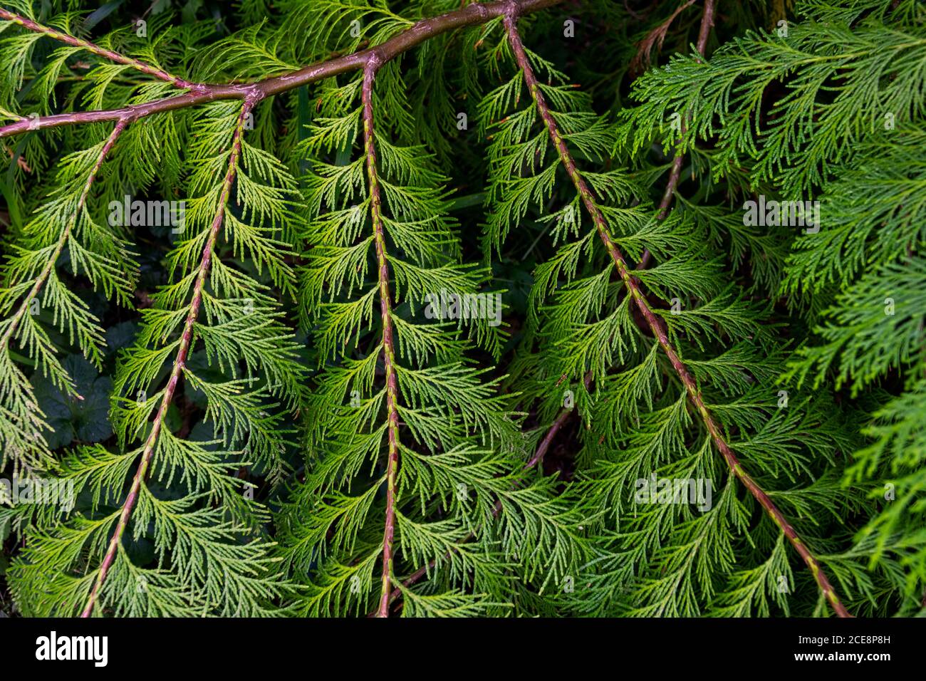 An abstract of a tree frond, showing the beautiful patterns that are ...