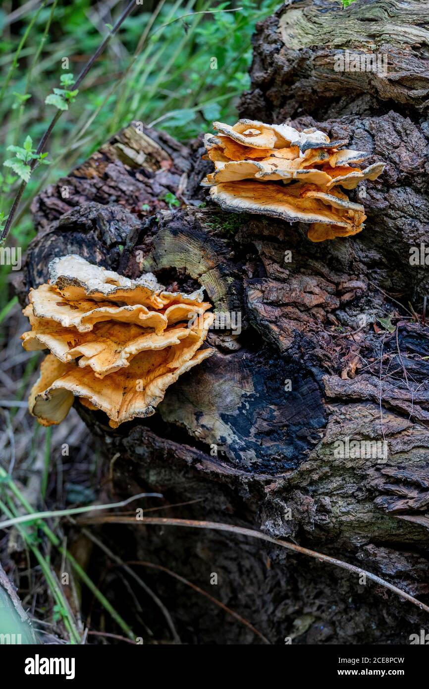 Giant fungi hi-res stock photography and images - Alamy