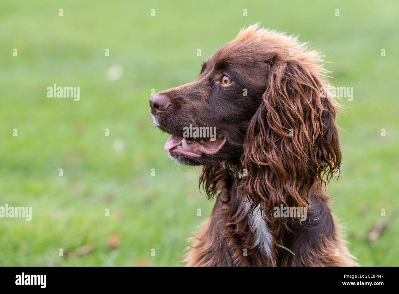 Portrait of a working Cocker Spaniel looking alert, Abington Park ...