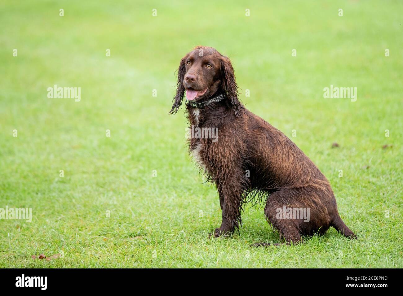 Working Cocker Spaniel Sitting High Resolution Stock Photography and ...