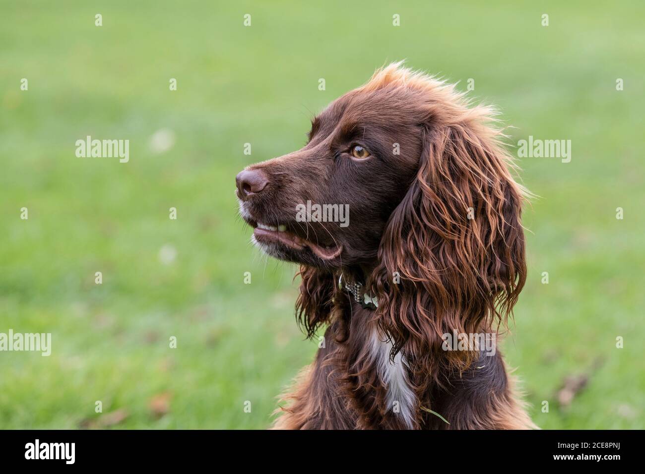 Chocolate working cocker spaniel hi-res stock photography and images ...