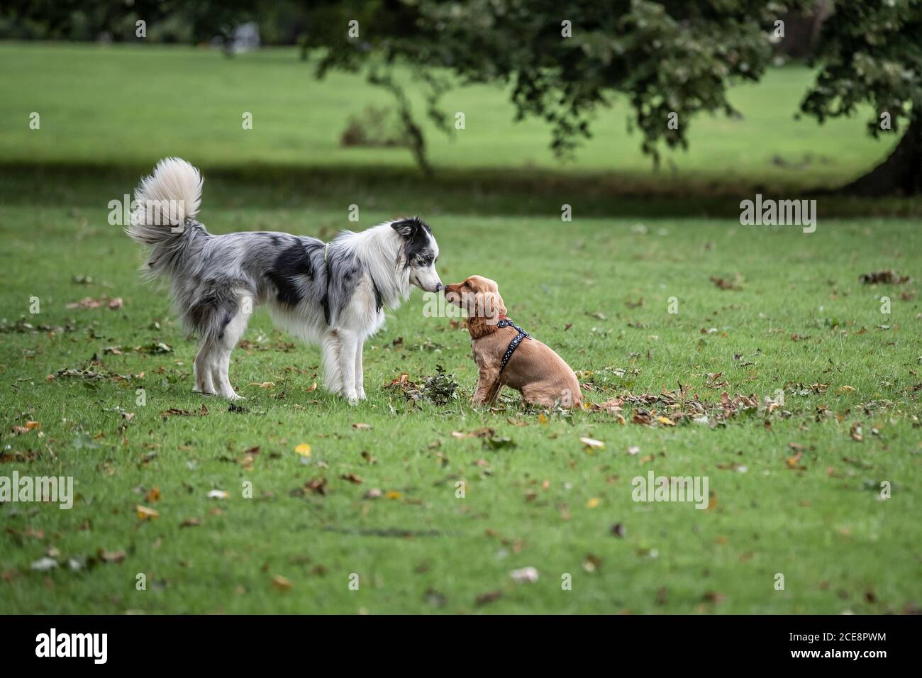 Tri coloured Border Collie making friends with small dog , Abington ...