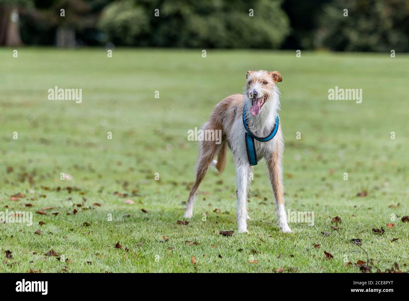 Lurcher standing after running on his morning walk in Abington Park ...