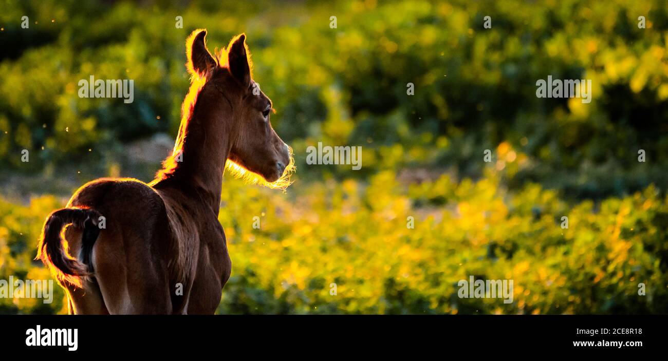 Horse walking away looking back hi-res stock photography and images - Alamy