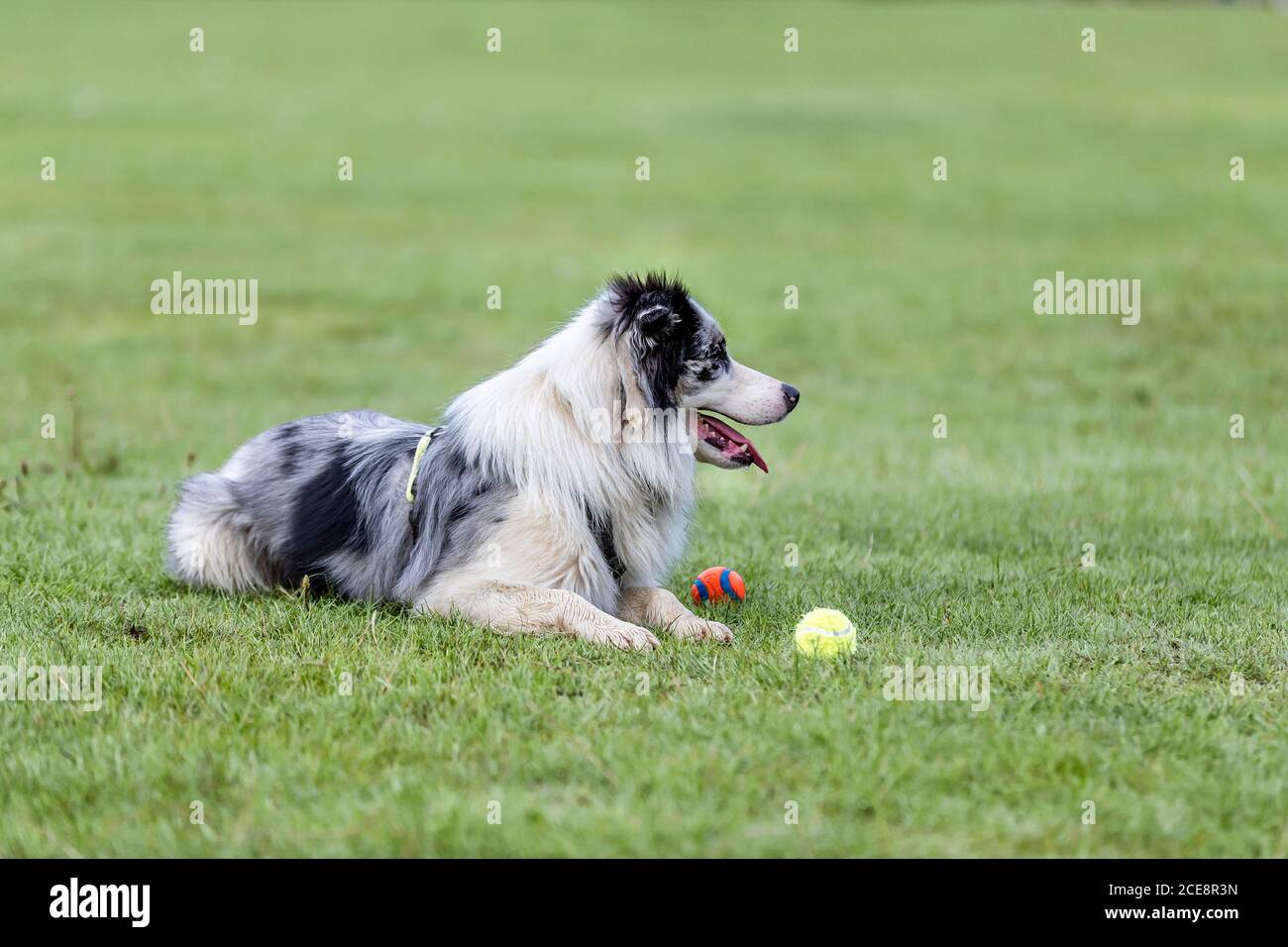 Tri coloured Border Collie in Abington Park, Northampton, England, UK ...