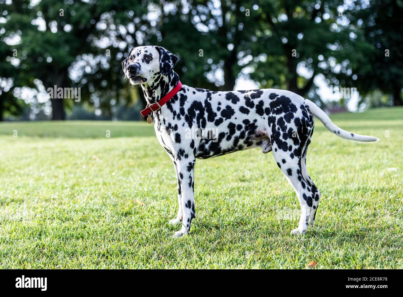 Dalmation standing during his morning walk in Abington Park ...
