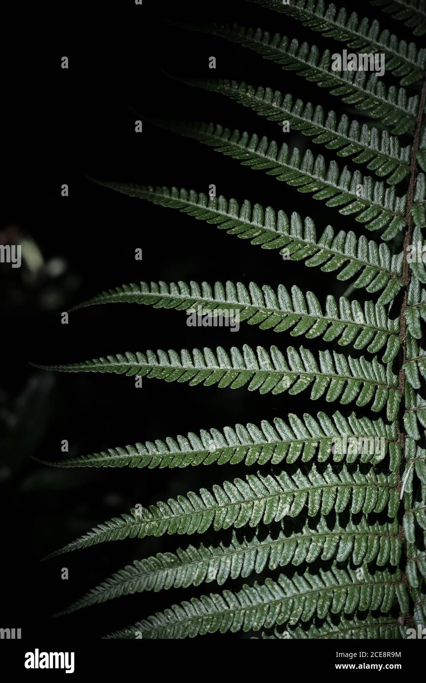 Walk fern hi-res stock photography and images - Alamy