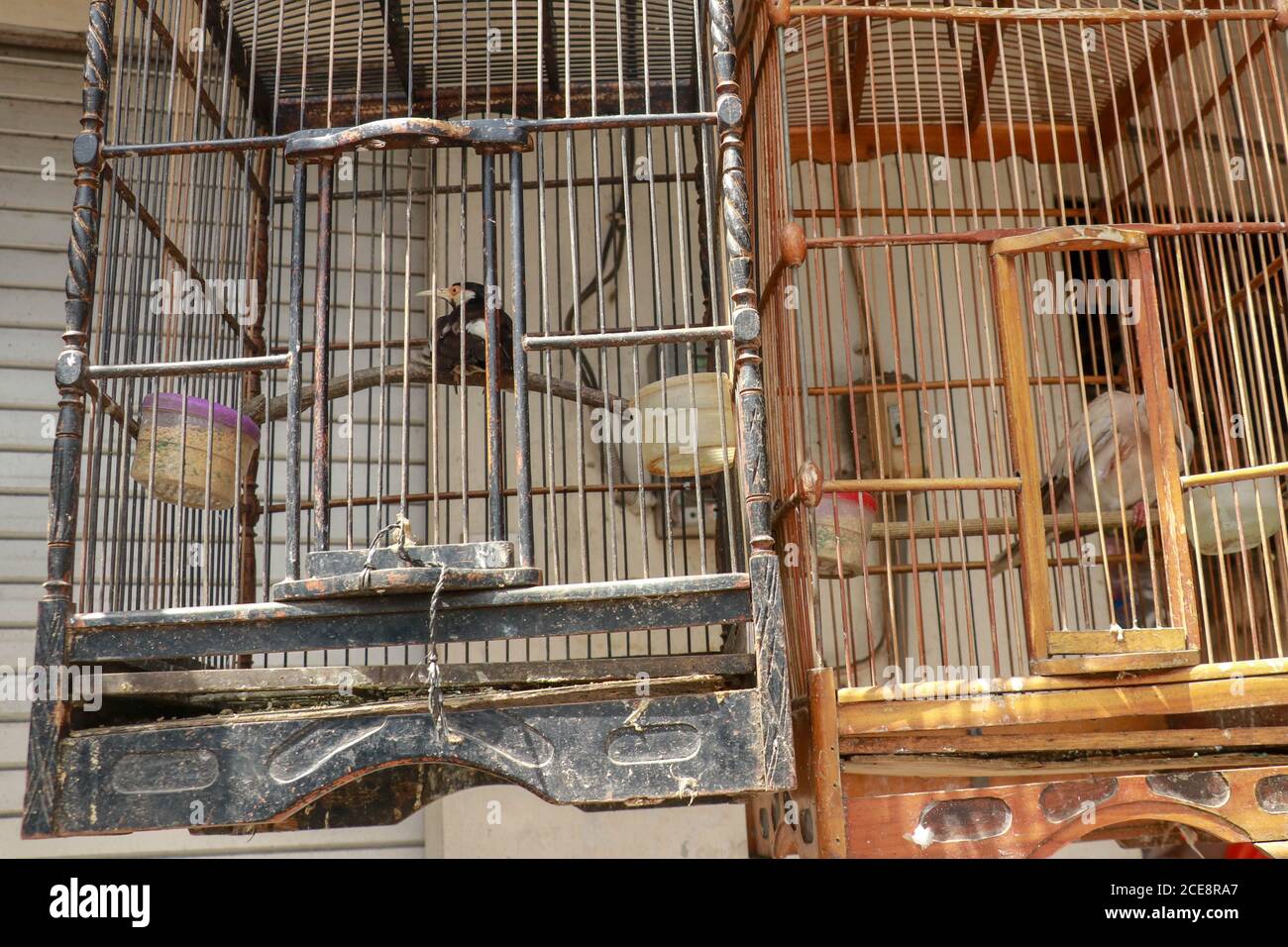 Litle birds in the cage. Java, Indonesia. Freedom concept Stock Photo ...