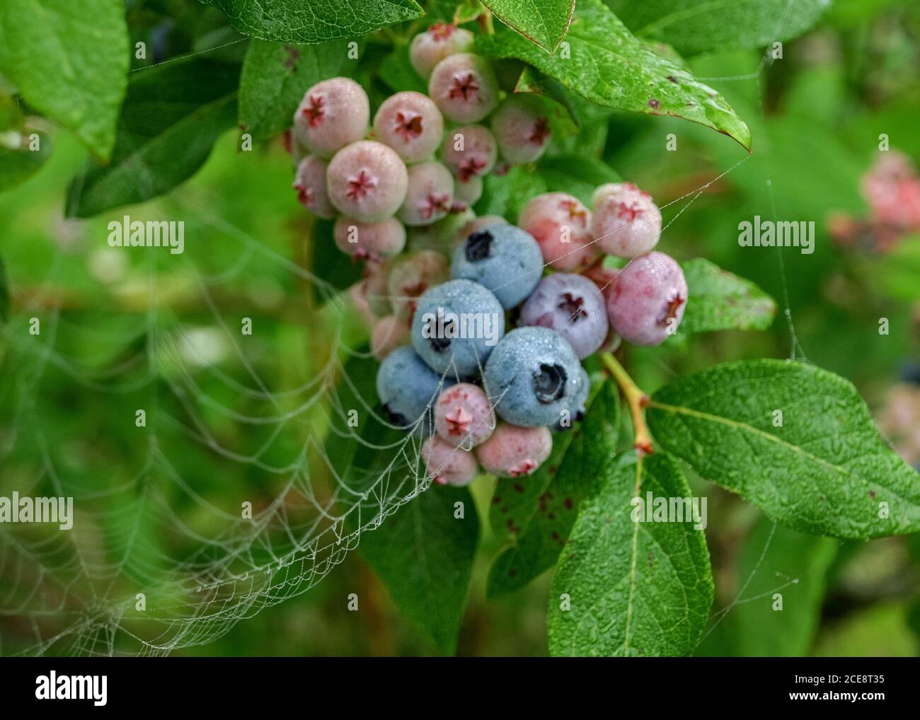 spider web in the morning dew, blueberry berries and green leaves ...