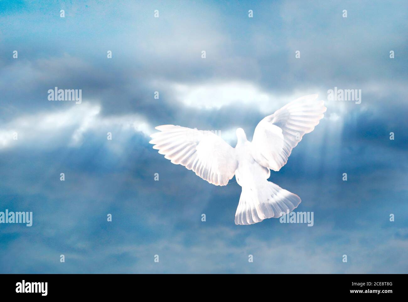 Dove Flying High Resolution Stock Photography and Images - Alamy