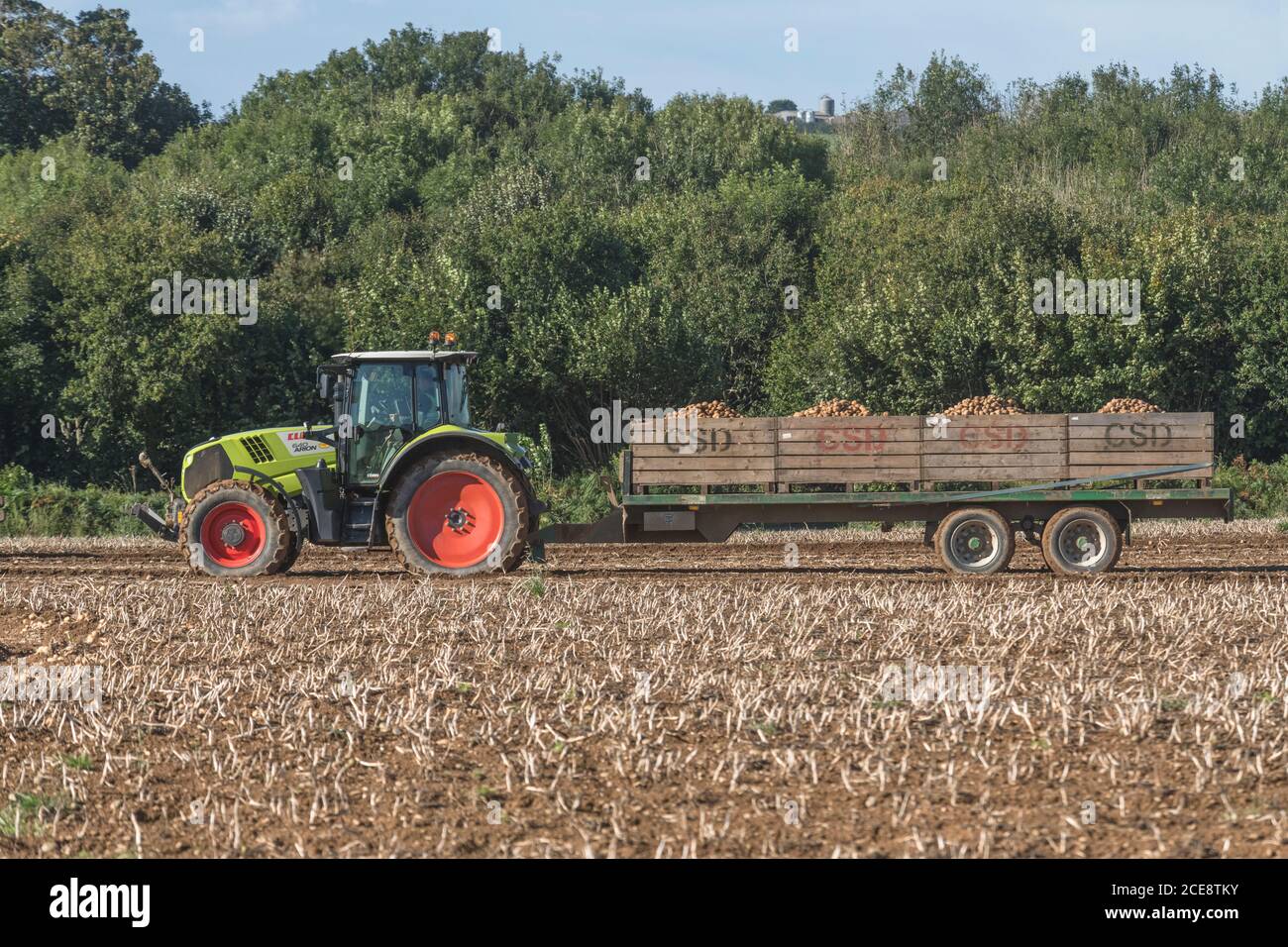 4WD Claas Arion 640 tractor hauling trailer carrying potatoes offloaded ...