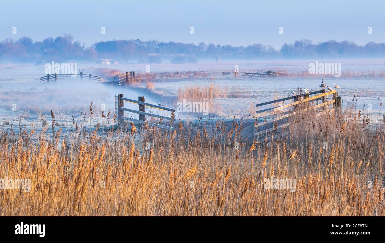 View across fields in the Norfolk Broads on a cold and misty morning ...