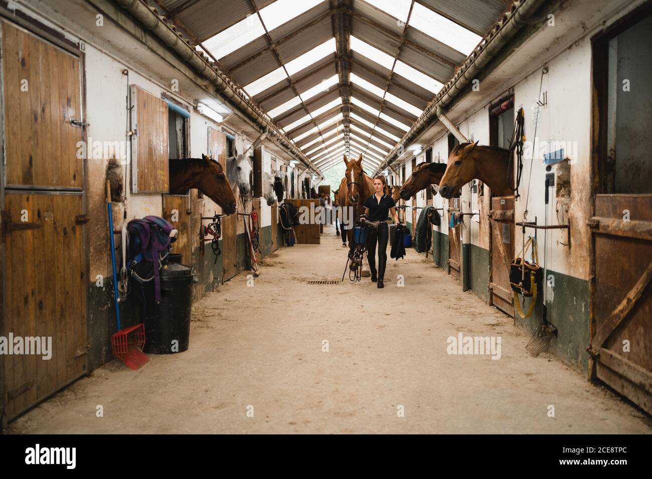 Walking reins hi-res stock photography and images - Alamy