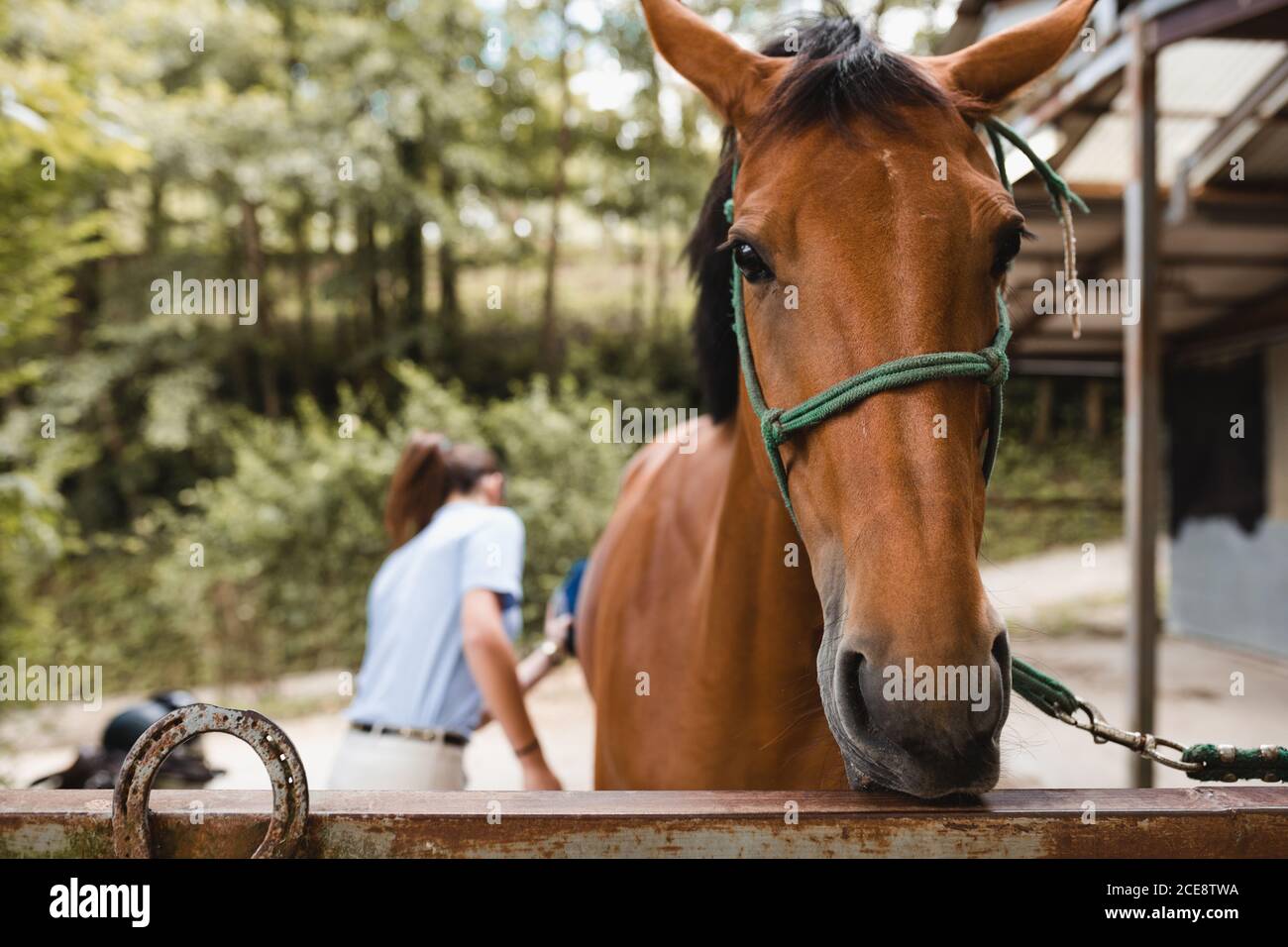 Horse Looking Back At Rider