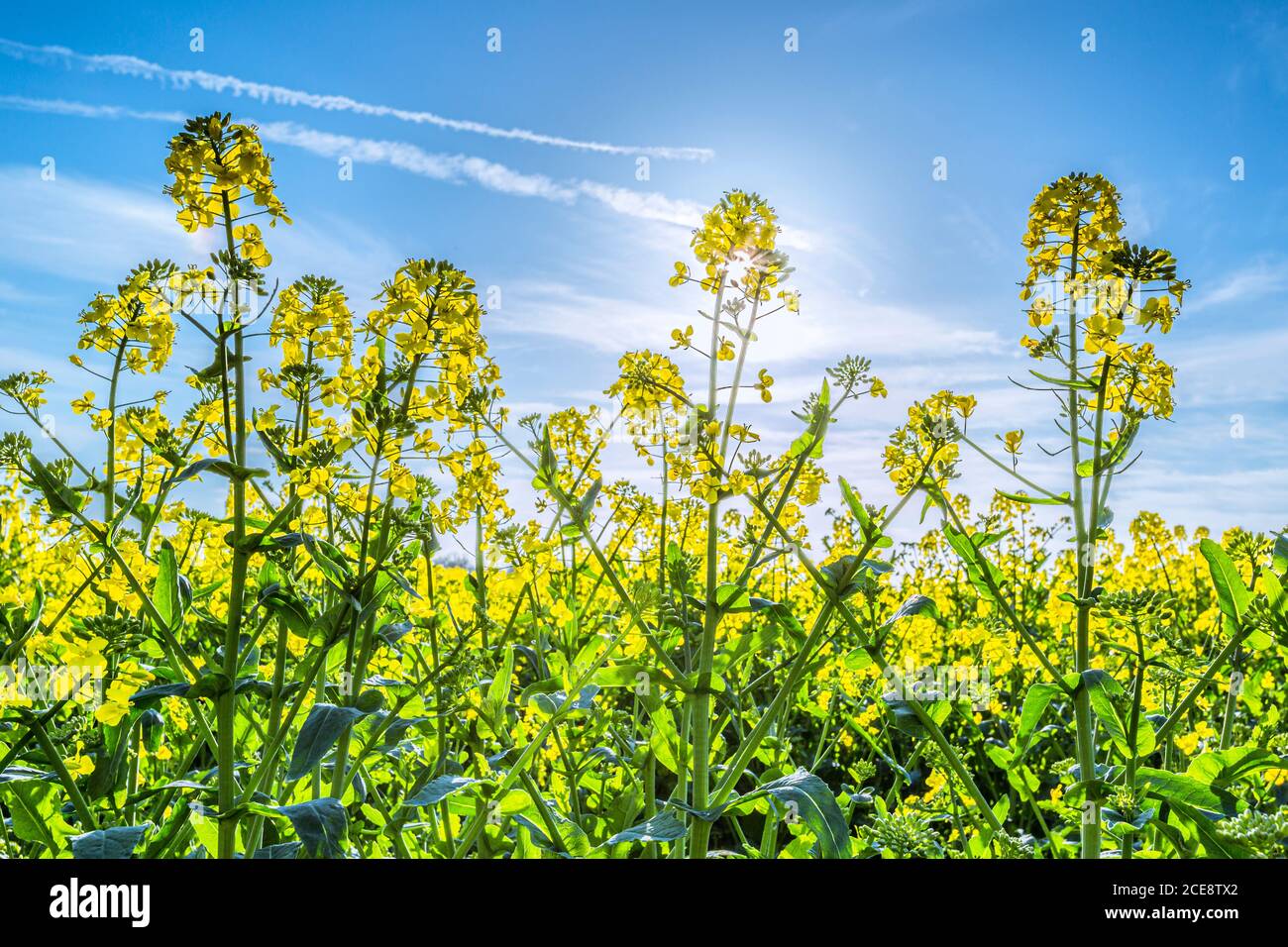 Rape flowers in full bloom under a spring sun Stock Photo - Alamy