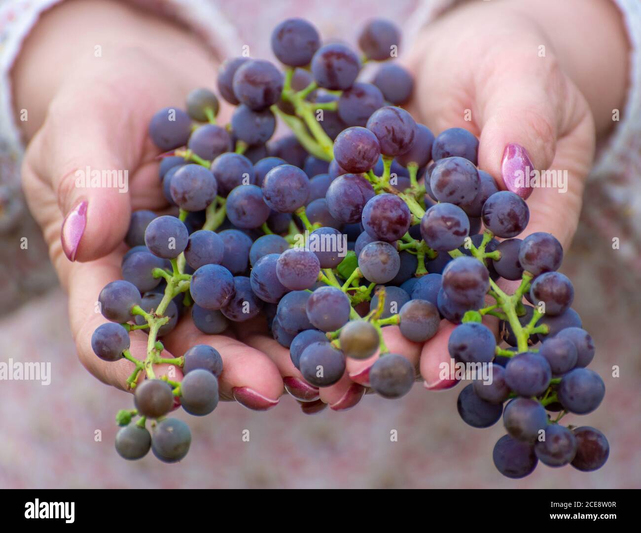 Isabella grapes in female hands. Used in winemaking Stock Photo - Alamy