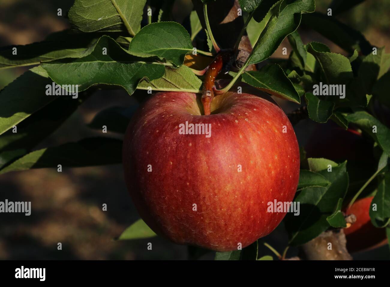 Cultivation of red apples in the Italian countryside, Emilia-Romagna ...