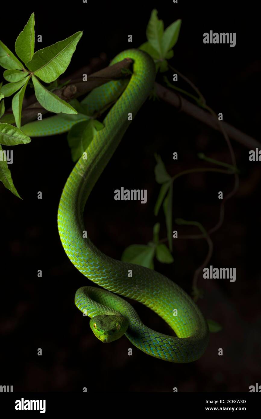 Green pit viper hanging from branch with leaves and looking at camera ...