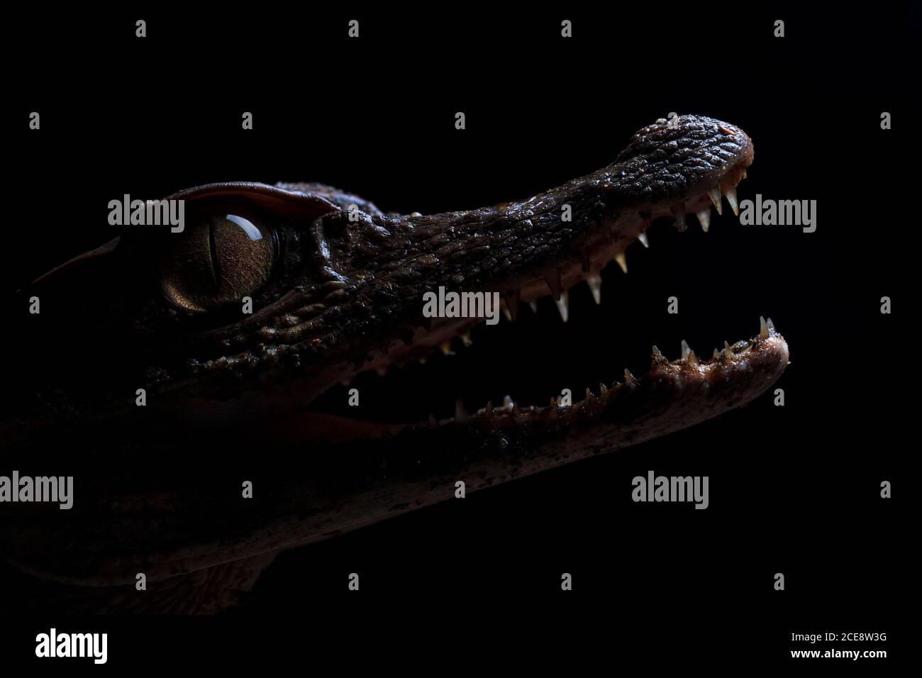 Black caiman habitat hi-res stock photography and images - Alamy
