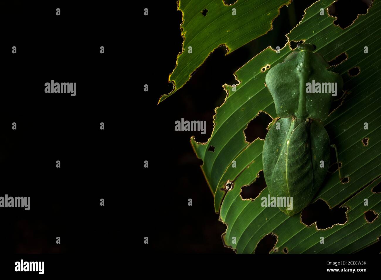 From above of shield mantis sitting on green bitten plant and imitating ...