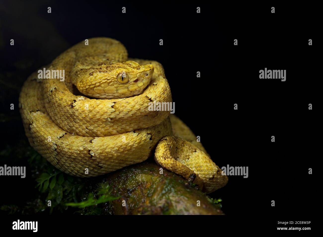 From above of bright yellow snake with spots curled up on brown trunk ...