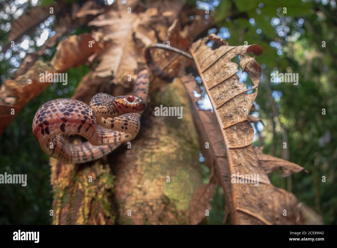 From below of striped brown snake hanging from tree branch in forest ...